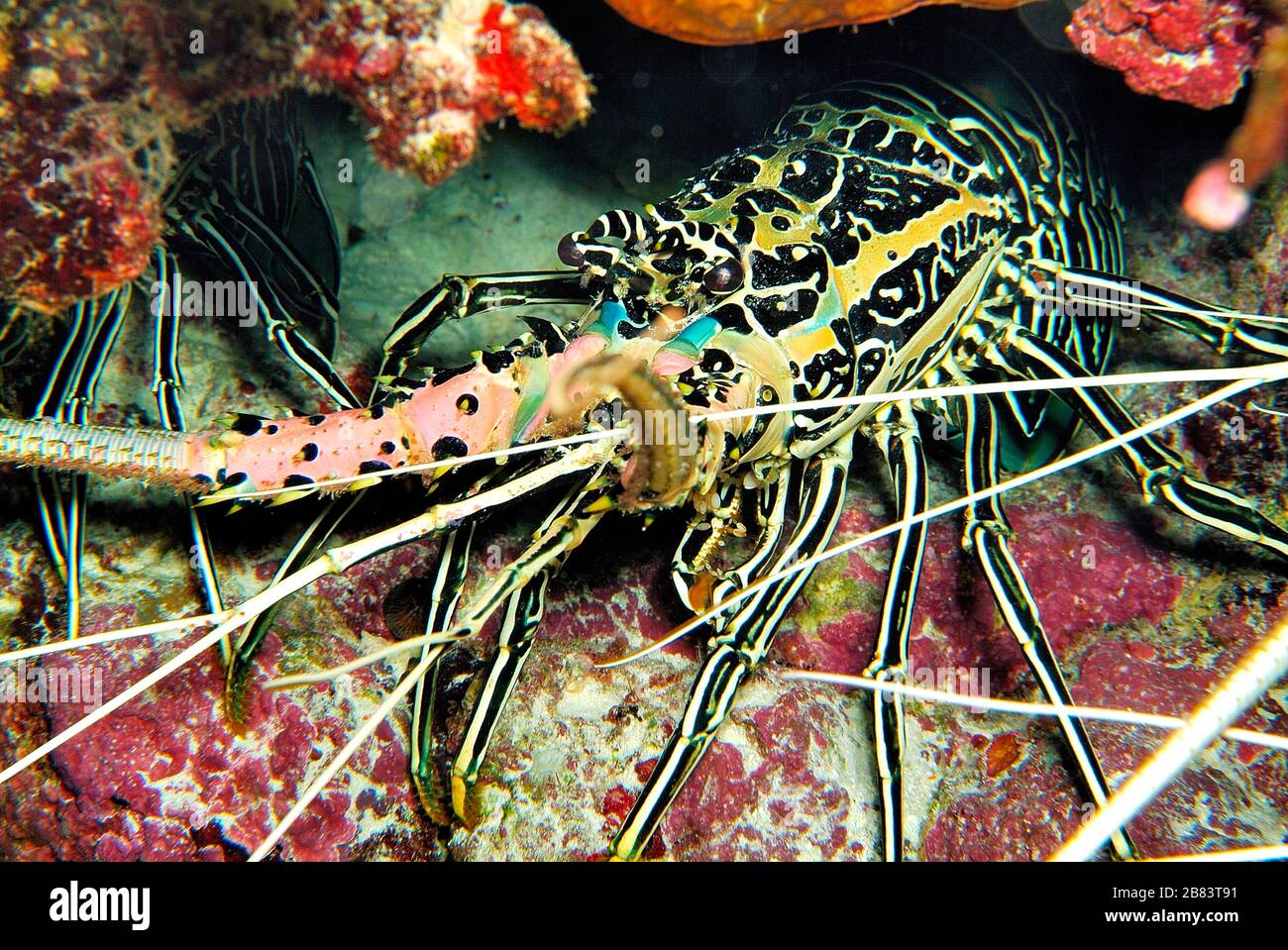 Tropical Rock Lobster High Resolution Stock Photography and Images - Alamy