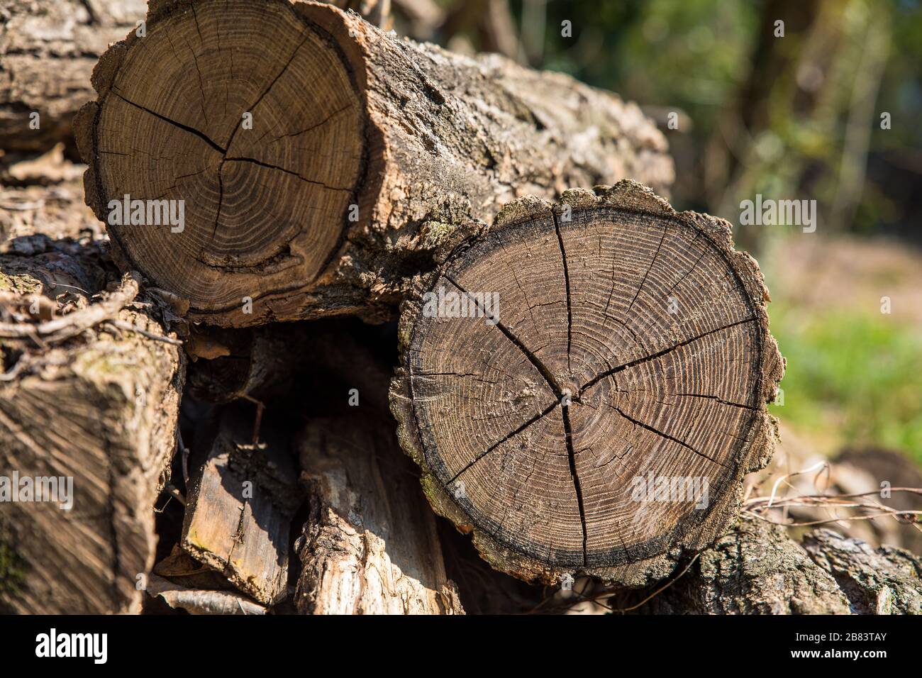 detail of cut wood trunk Stock Photo - Alamy