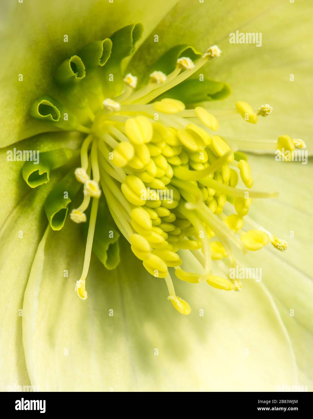 Burst flower hi-res stock photography and images - Alamy