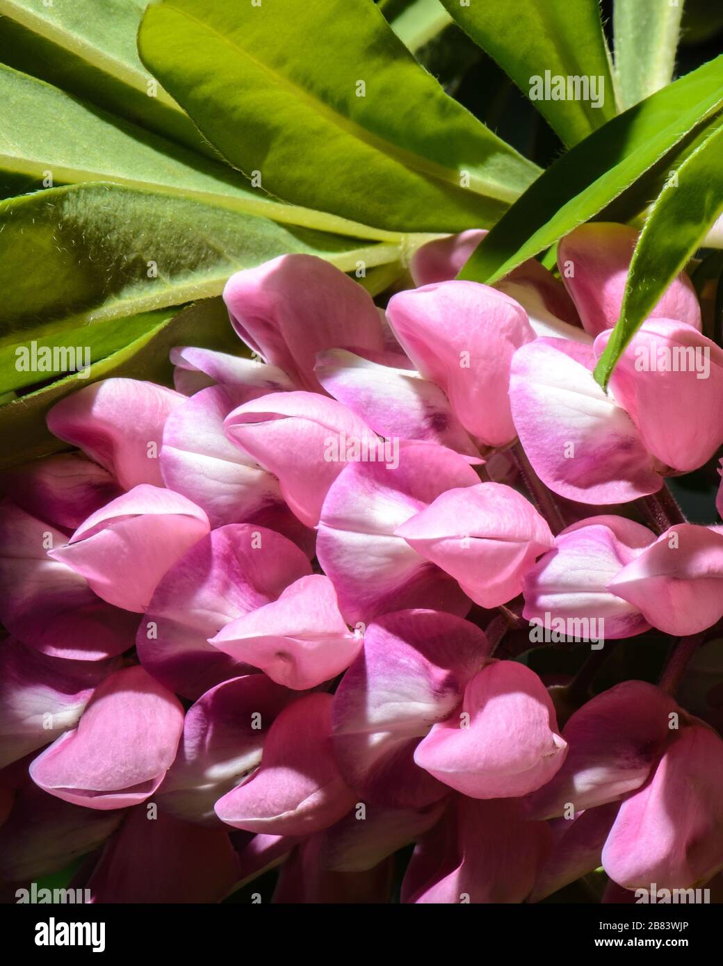 Group of flowers hi-res stock photography and images - Alamy