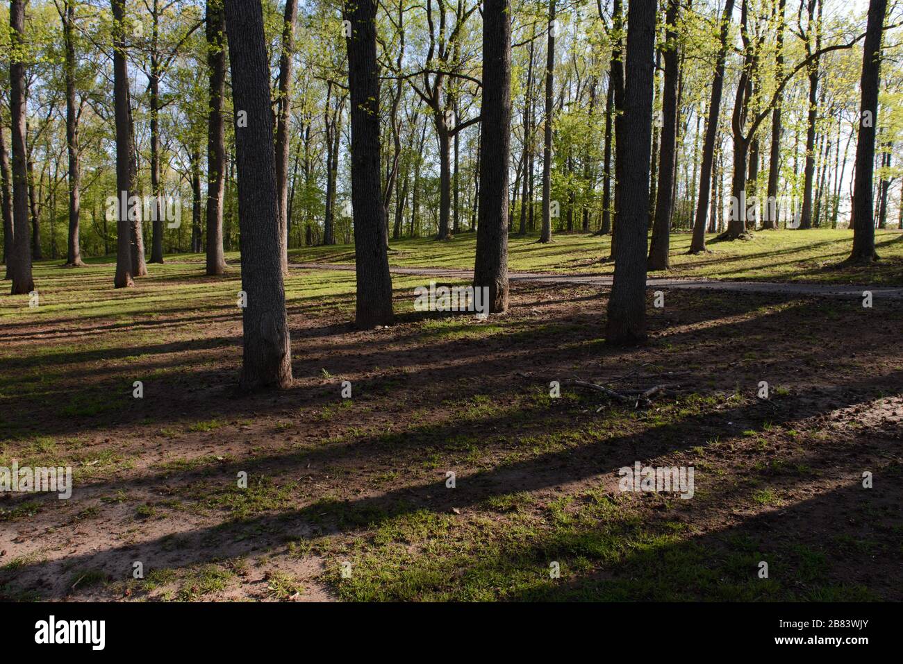 Early morning sun beam hi-res stock photography and images - Alamy