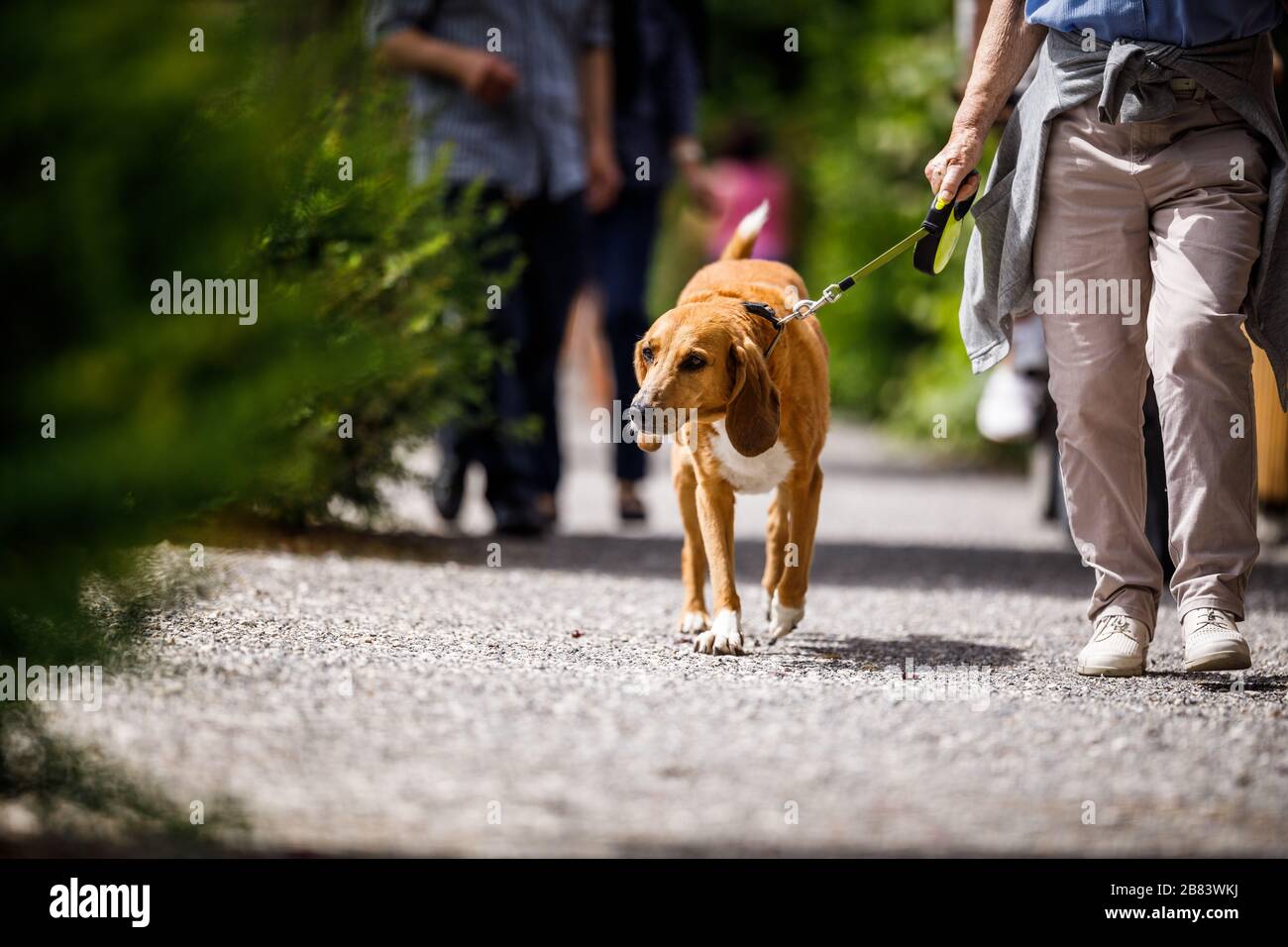 Cute old dog being walked by his master Stock Photo - Alamy