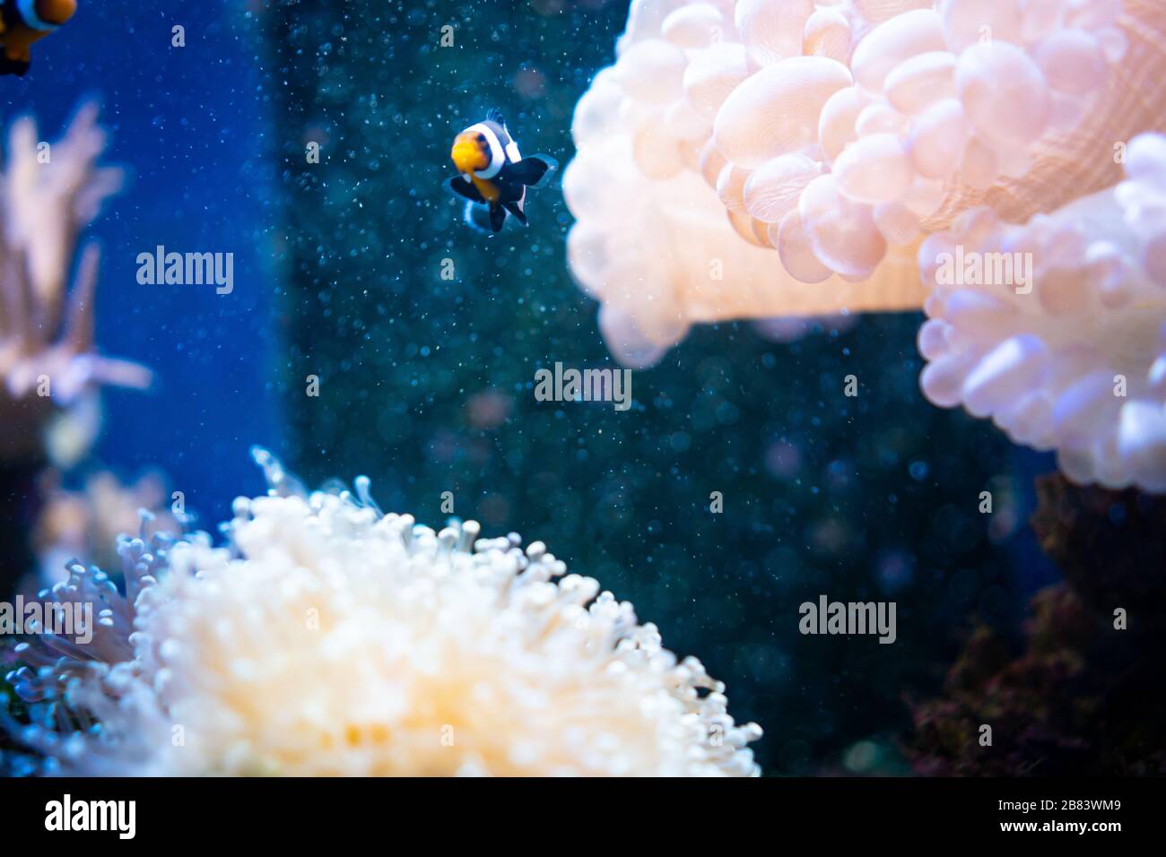 Amazing coral reef aquarium moment Stock Photo - Alamy