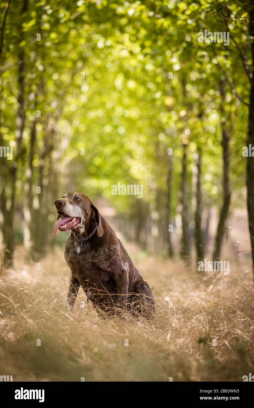Hunting dog - Outdoor sports. Hunter's dog in the woods Stock Photo - Alamy