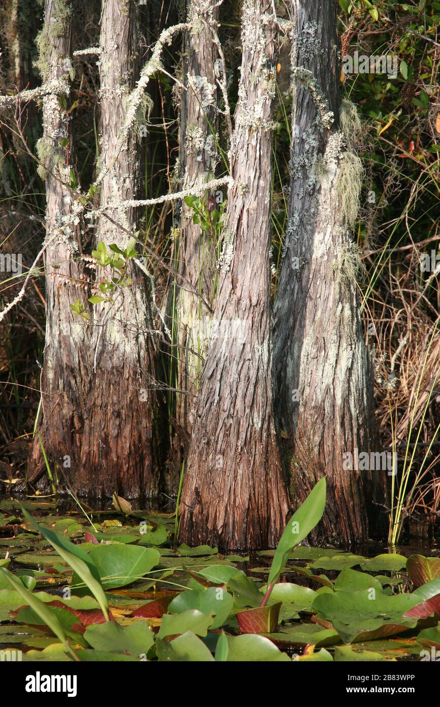 Okefenokee swamp bald cypress hi-res stock photography and images - Alamy