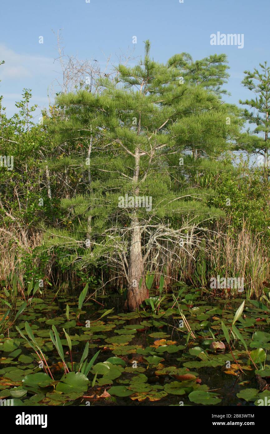 Okefenokee swamp bald cypress trees hi-res stock photography and images ...