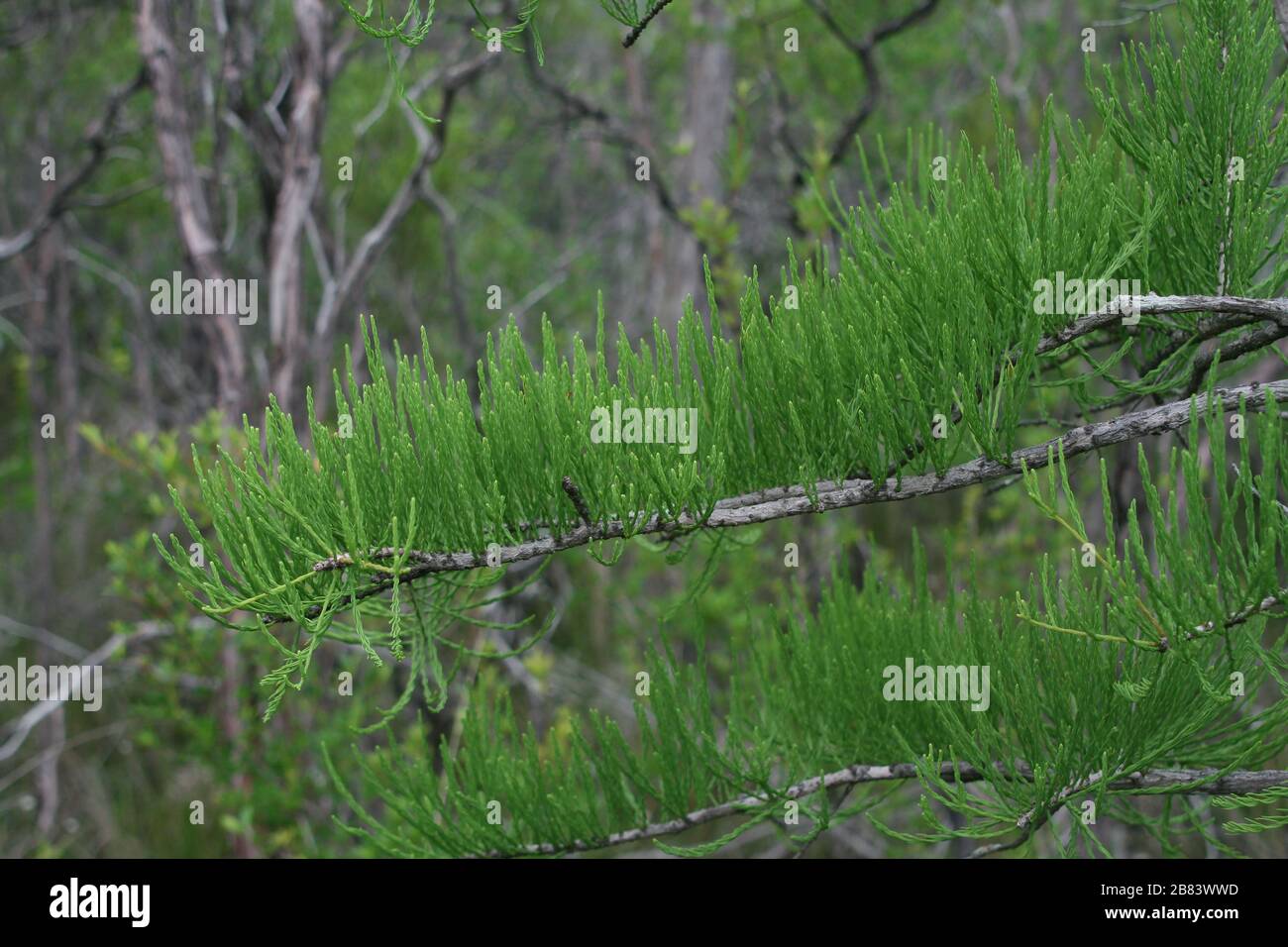 Alluvial soils hi-res stock photography and images - Alamy
