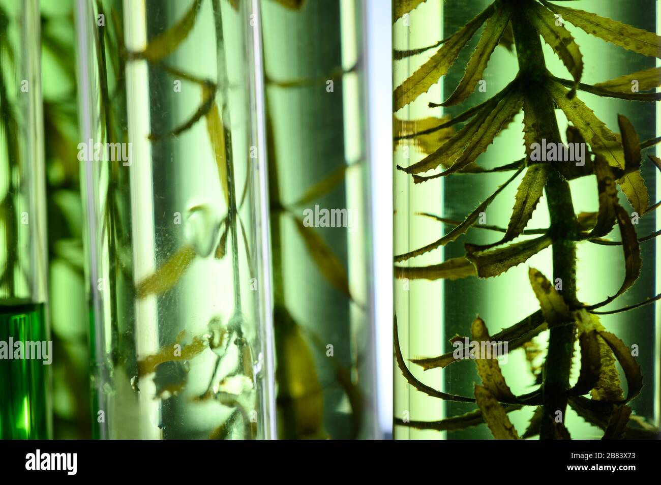 algae biofuel tube in biotech laboratory, Photobioreactor in lab algae ...