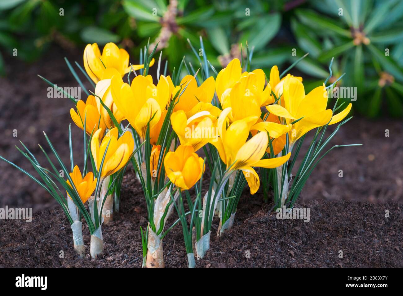 Dutch yellow crocus crocus flavus hi-res stock photography and images ...