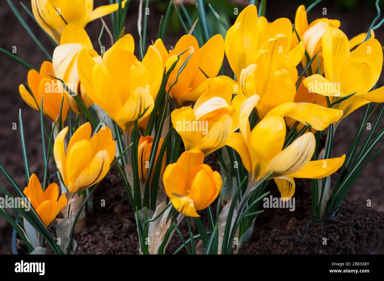 Close up of a group of yellow Crocus vernus. Spring flowering and fully ...