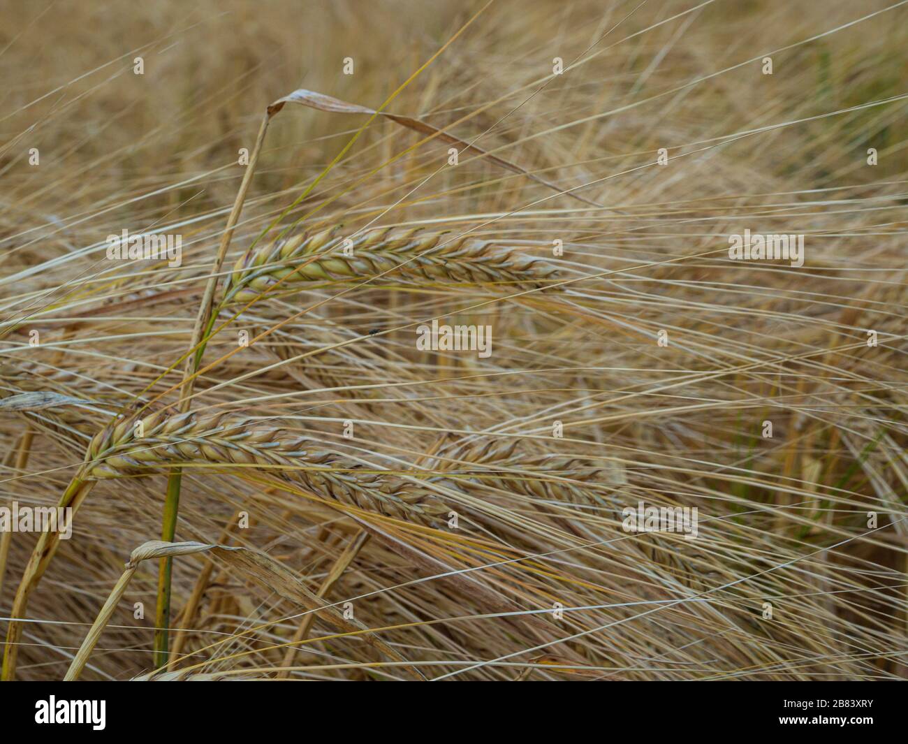 Heavy crops hi-res stock photography and images - Alamy