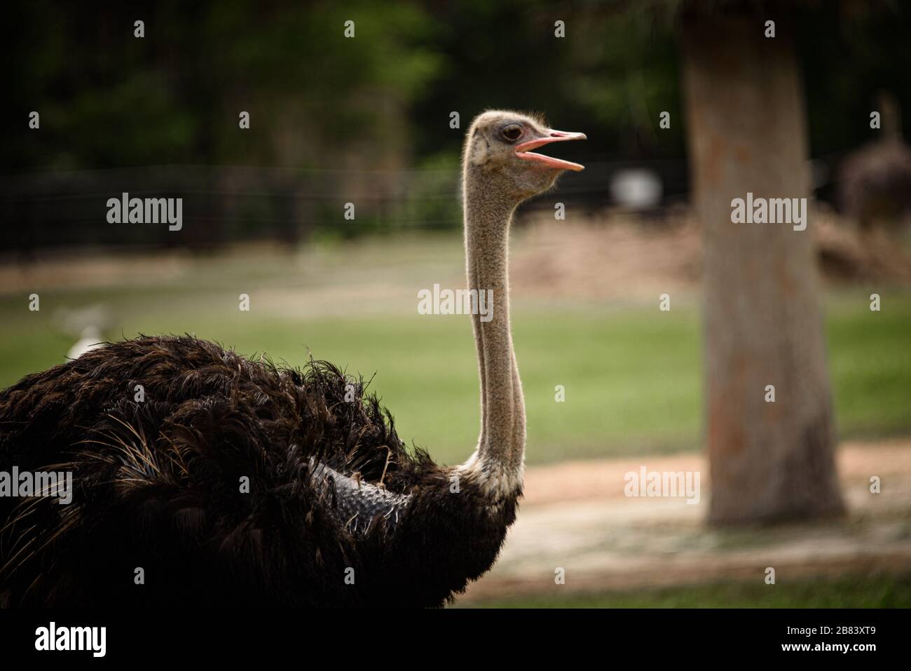 The closed op of ostrich at safari zoo Stock Photo - Alamy