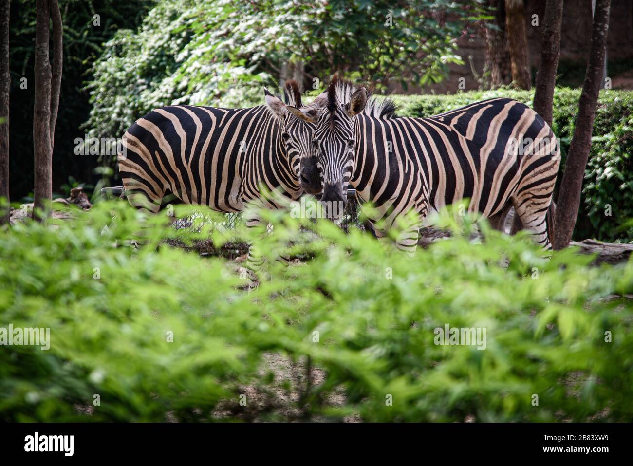 A zebra in a cage, African wildlife Stock Photo - Alamy