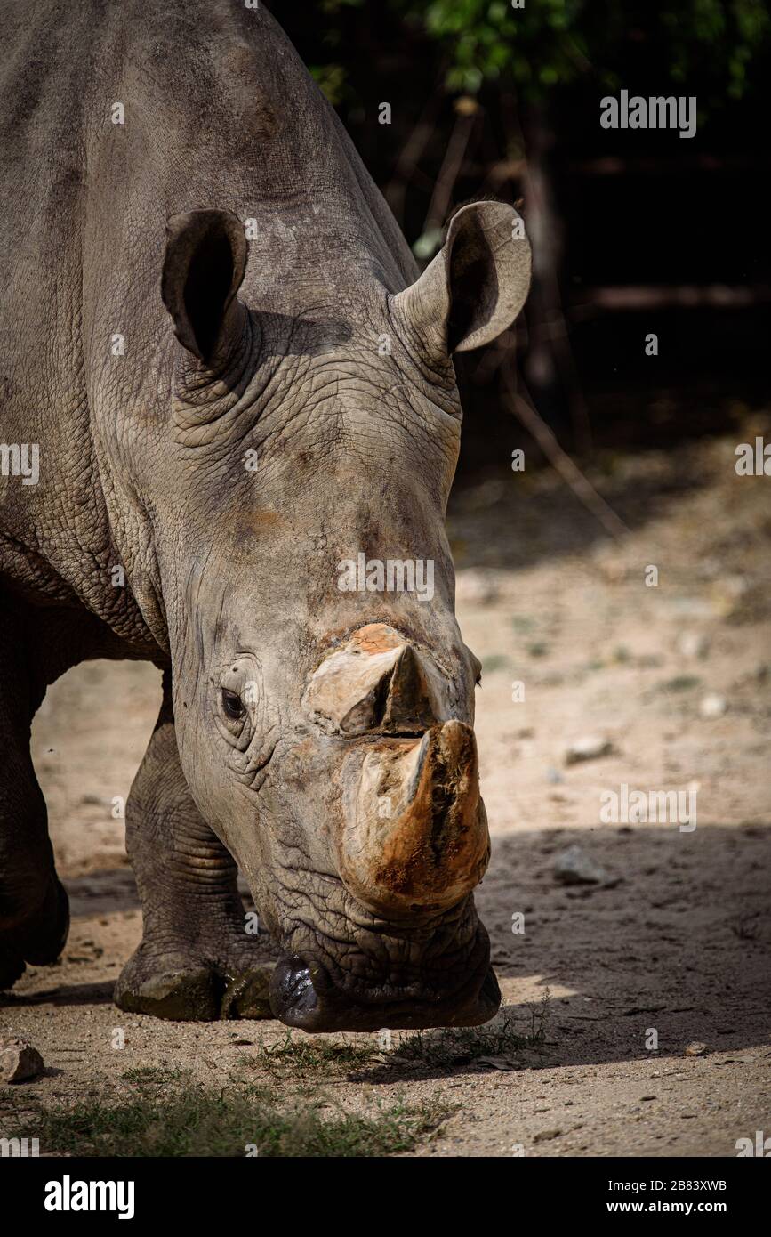 eye of rhino, rhino skin texture Stock Photo - Alamy