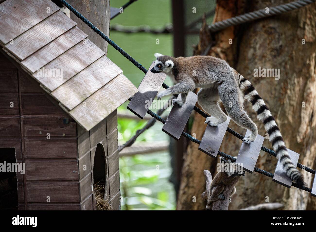 Wild Madagascar cat on the tree at safari zoo Stock Photo - Alamy