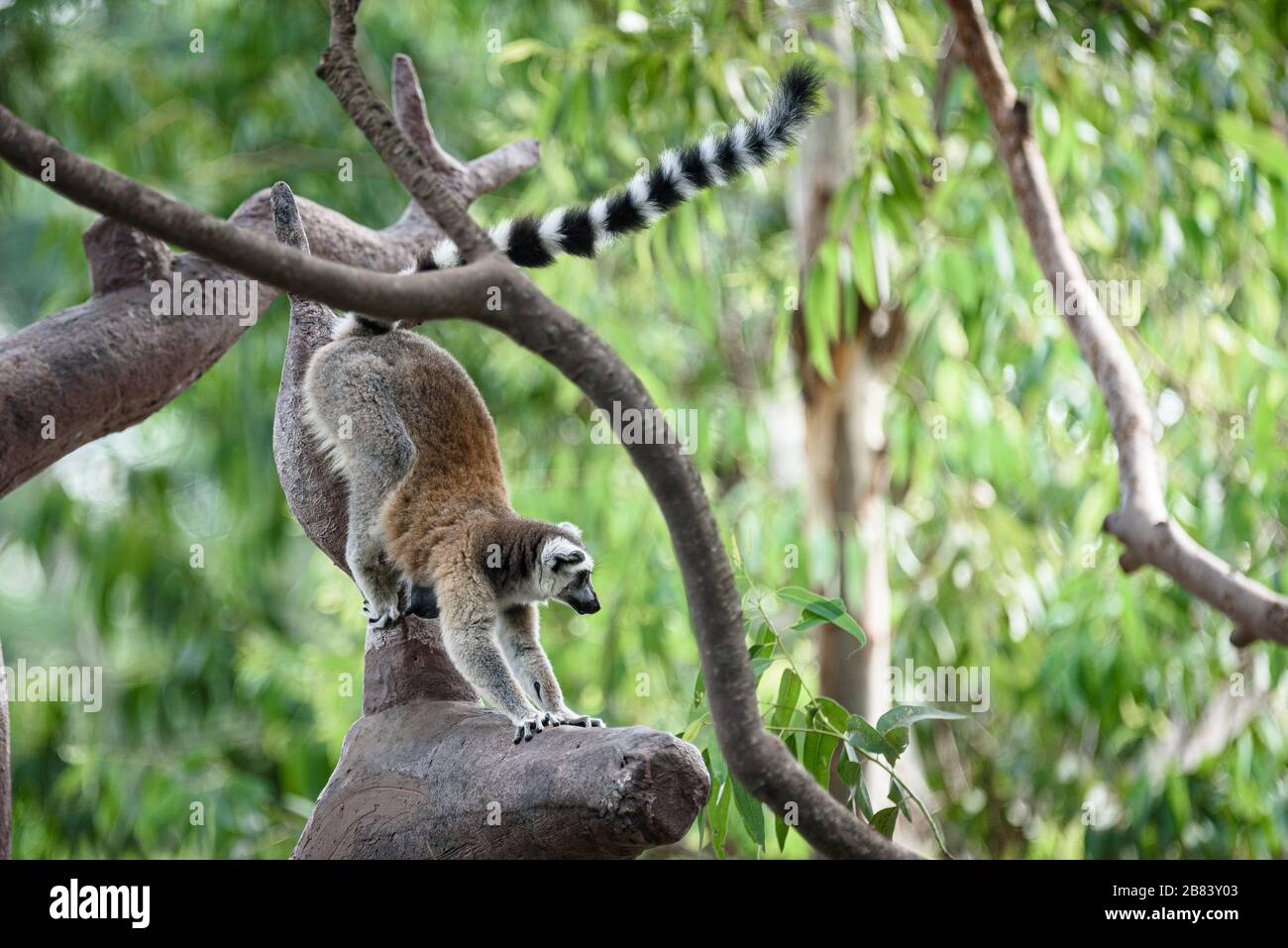 Wild Madagascar cat on the tree at safari zoo Stock Photo - Alamy