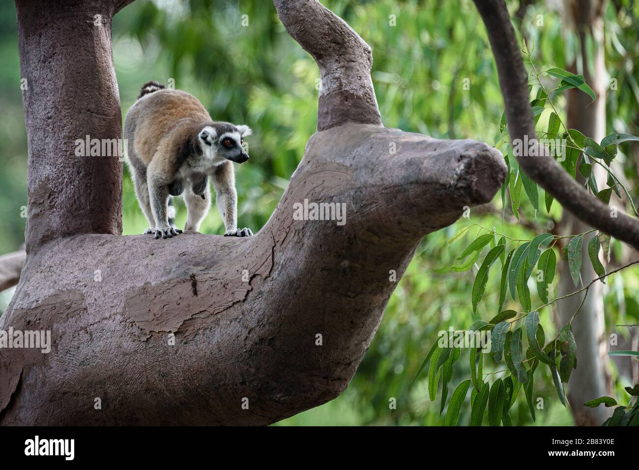 Wild Madagascar cat on the tree at safari zoo Stock Photo - Alamy