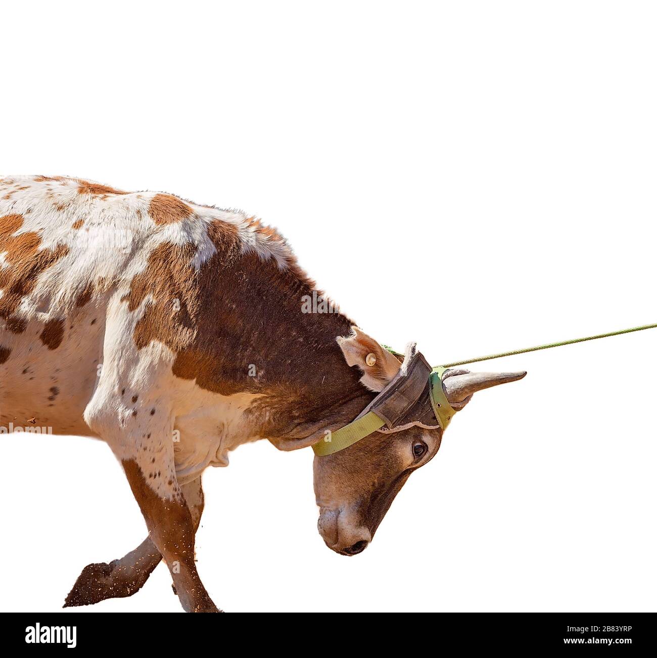 Lassoed High Resolution Stock Photography and Images - Alamy