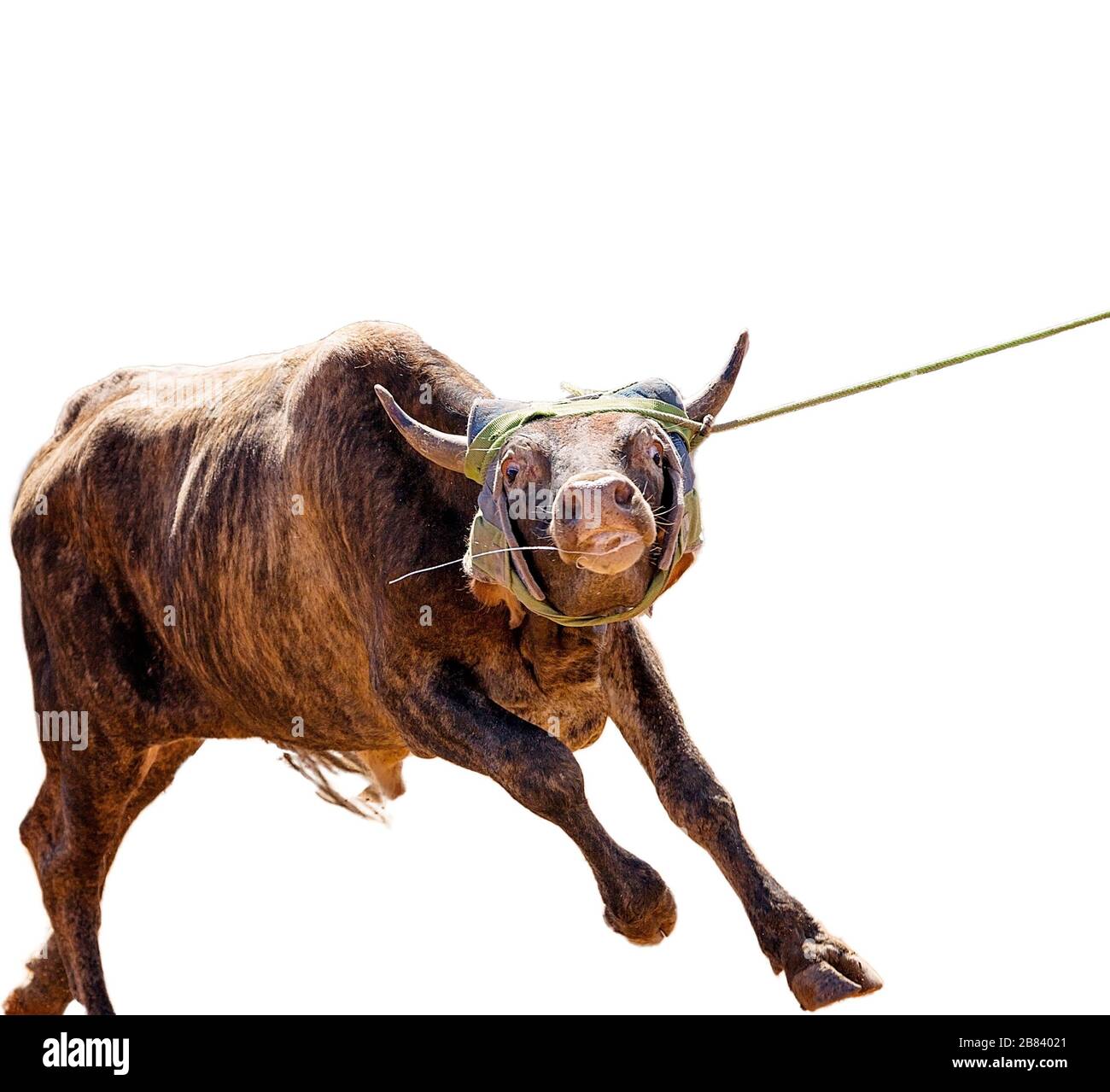 Bull roping Cut Out Stock Images & Pictures - Alamy