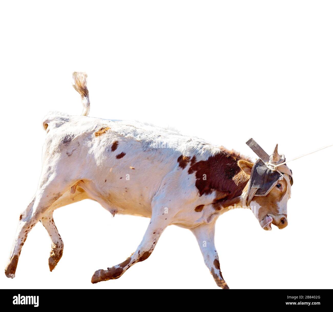 Lassoed hi-res stock photography and images - Alamy