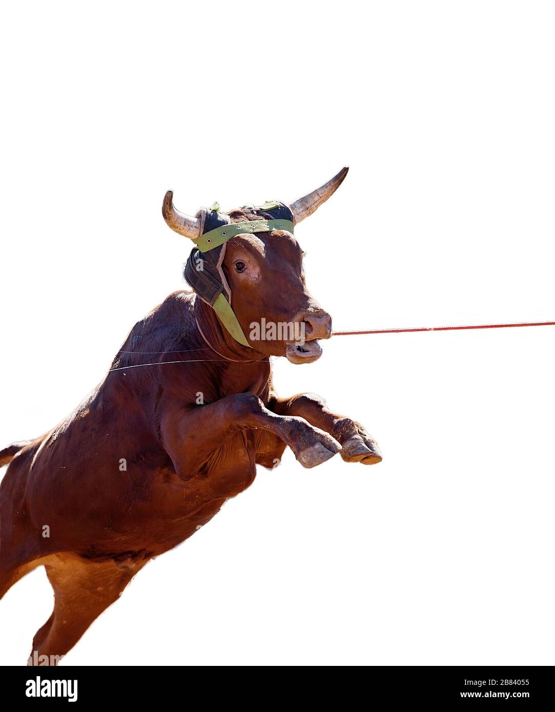 Close up of the face of a calf lassoed at a country rodeo competition ...