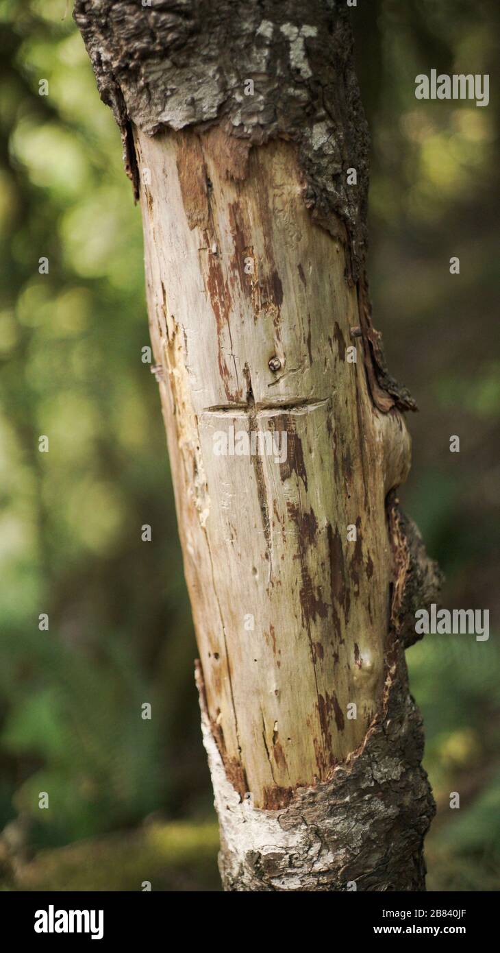 Christian Cross carved into a tree in a green forest Stock Photo - Alamy