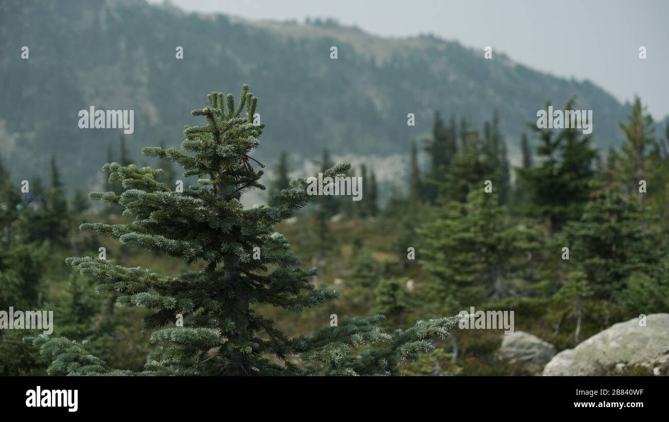 evergreens in a mountain range in british columbia canada Stock Photo ...