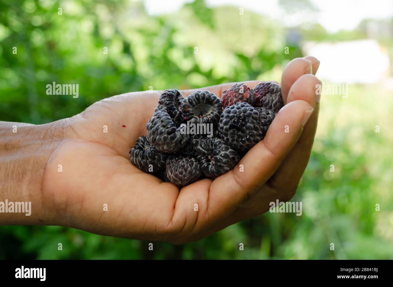 Black Raspberry In Hand Stock Photo - Alamy