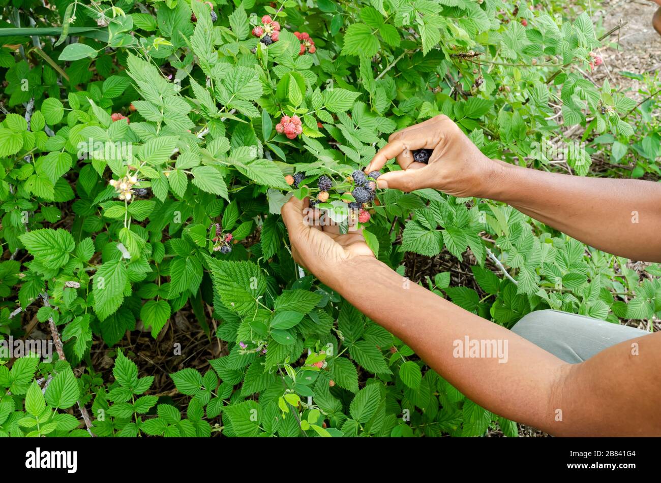 Harvesting fruits hi-res stock photography and images - Alamy