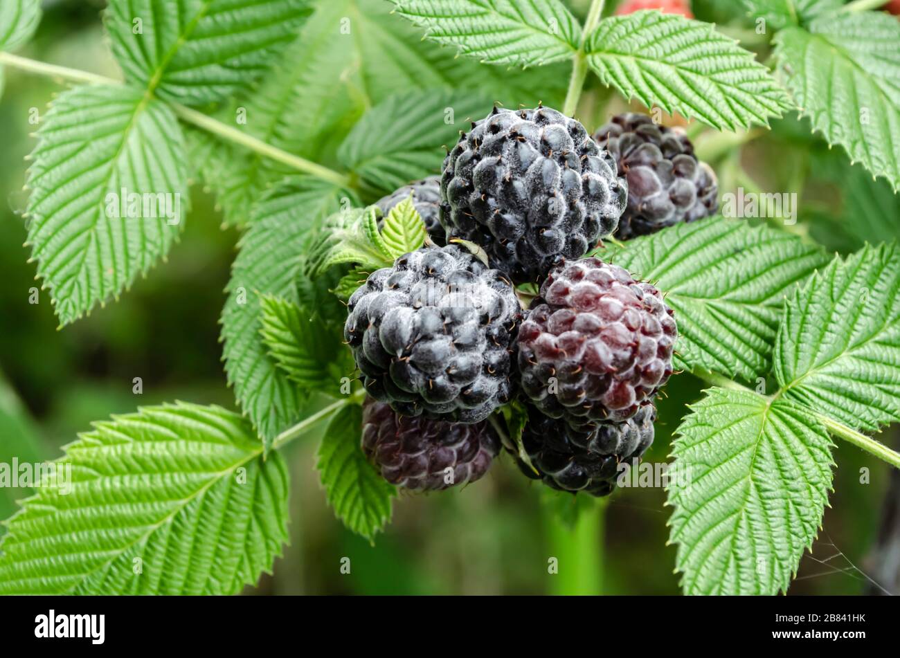 Bunch Of Black Raspberry Stock Photo - Alamy