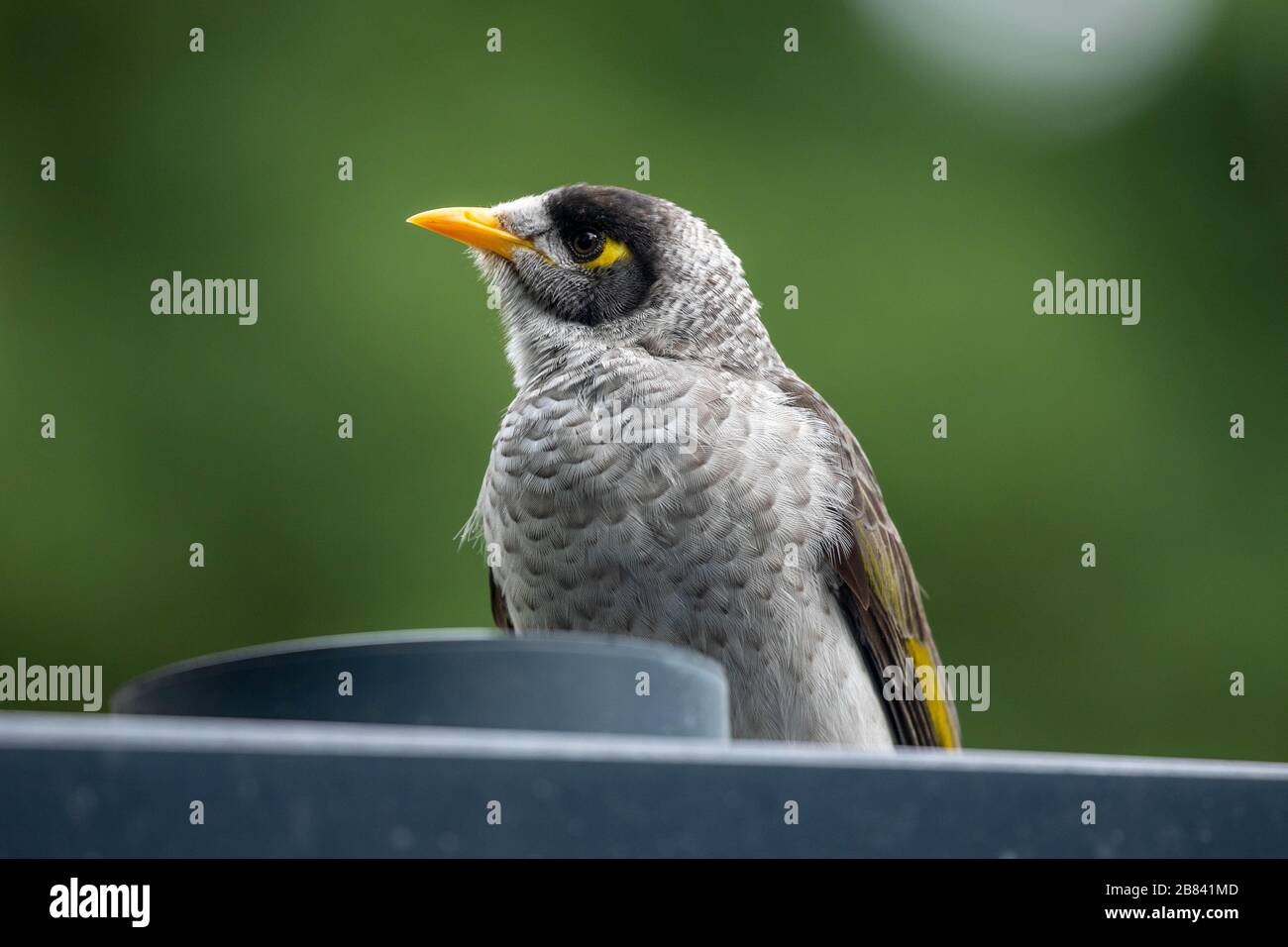 Noisy Minder bird in Australia at the Royal Botanical Gardens Stock ...