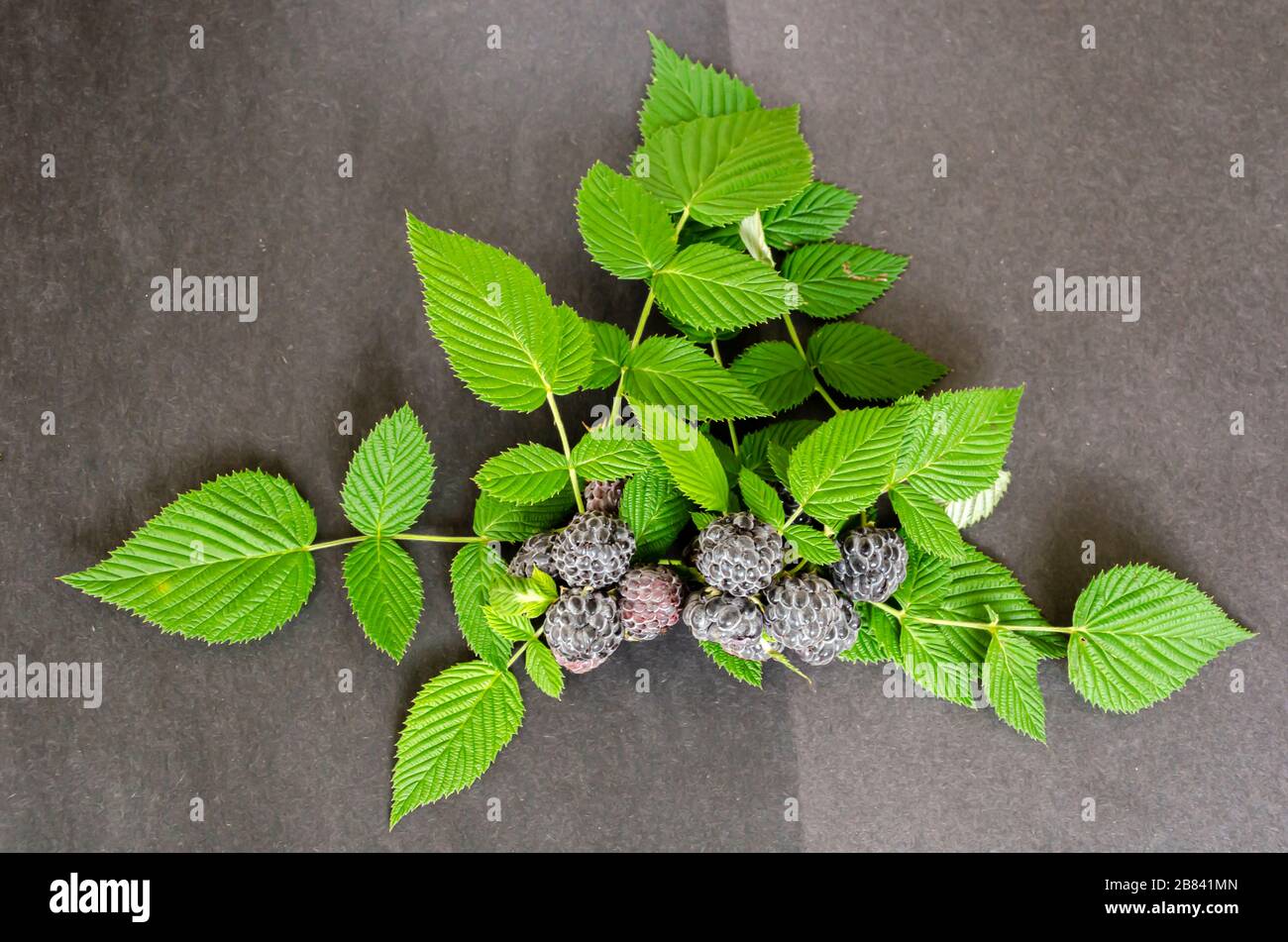 Mature raspberries hi-res stock photography and images - Alamy