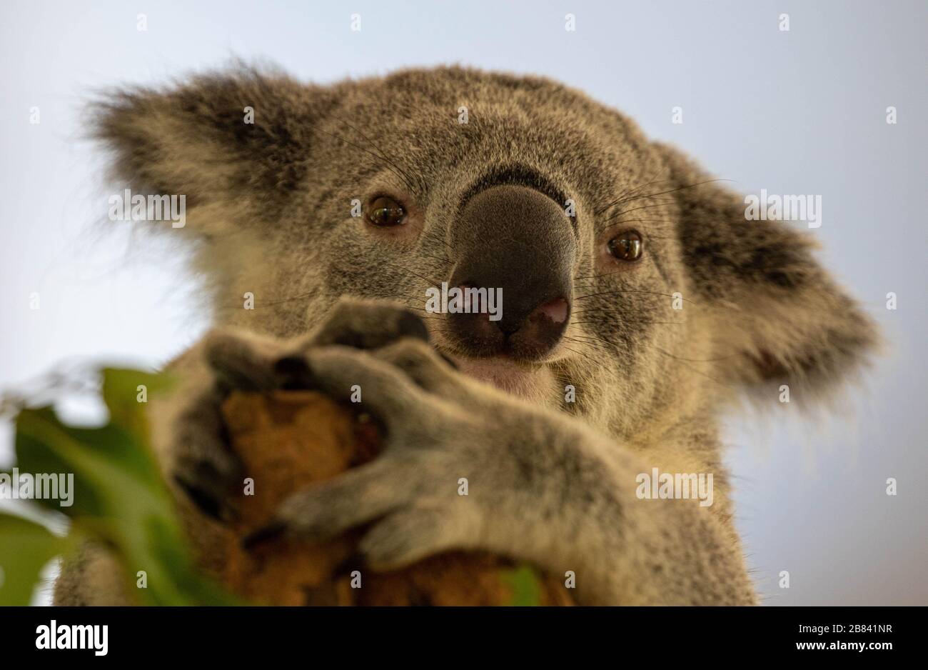 Cute koala bear in an eucalyptus tree in Australia Stock Photo - Alamy