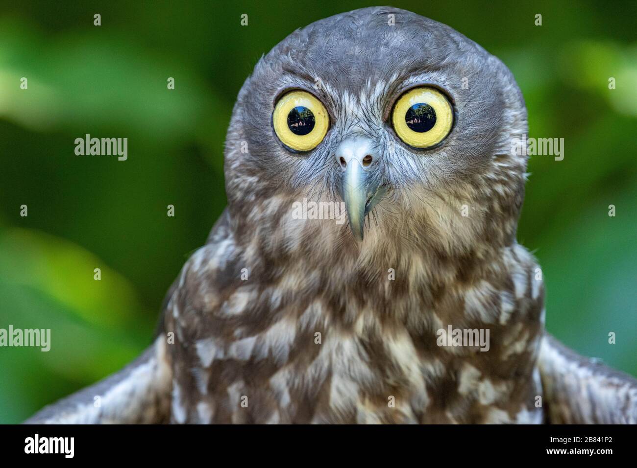 Barking owl closeup in Australia at the Australia Zoo Stock Photo - Alamy