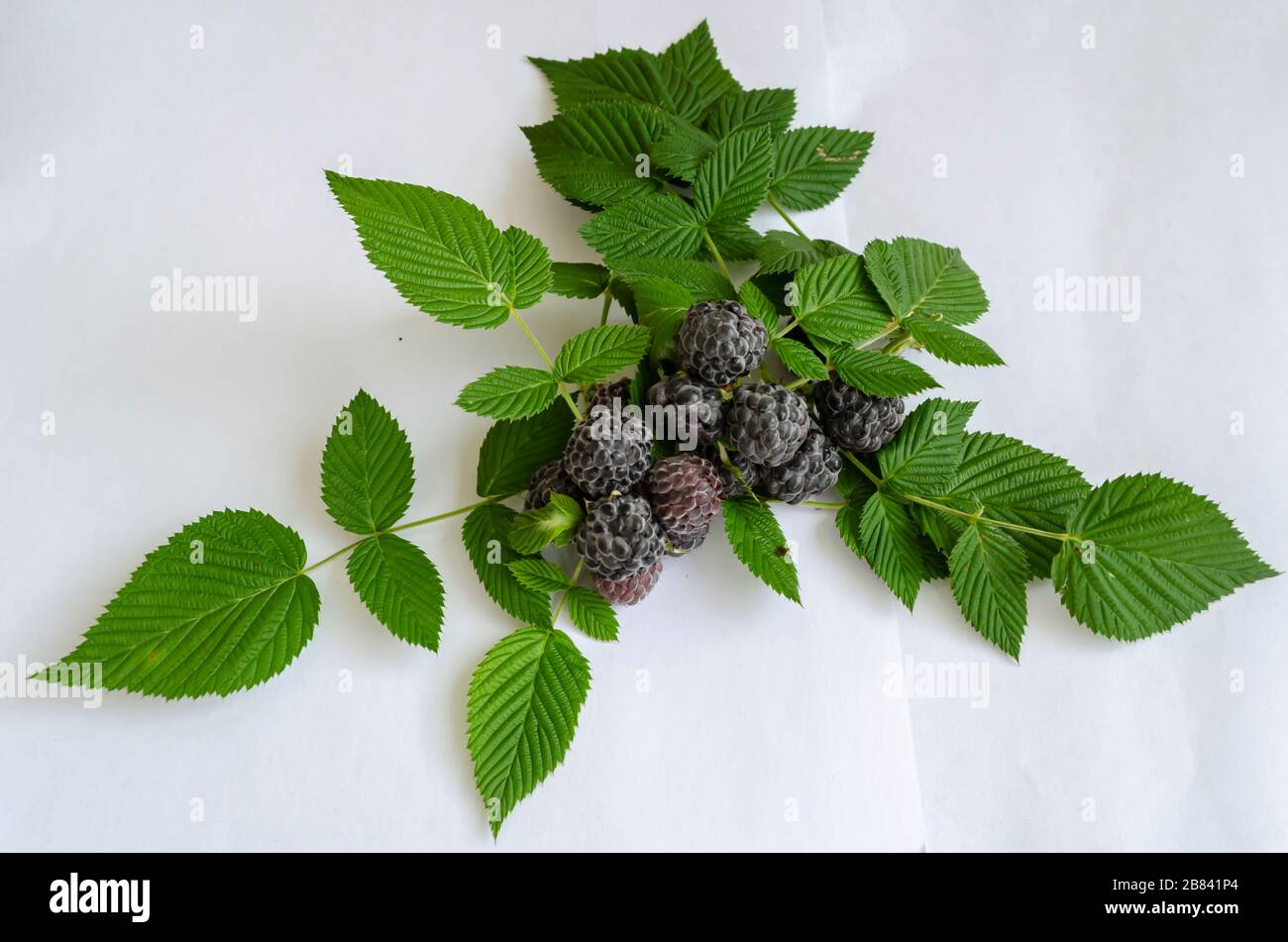 Black Raspberries On White Background Stock Photo - Alamy