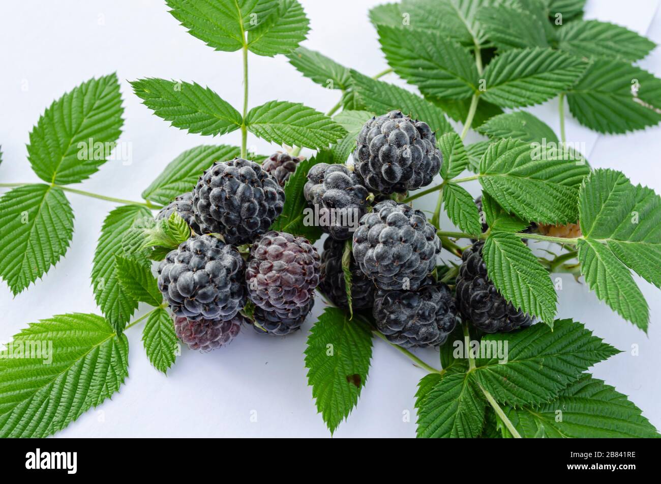 Blackberries On White Background Stock Photo - Alamy