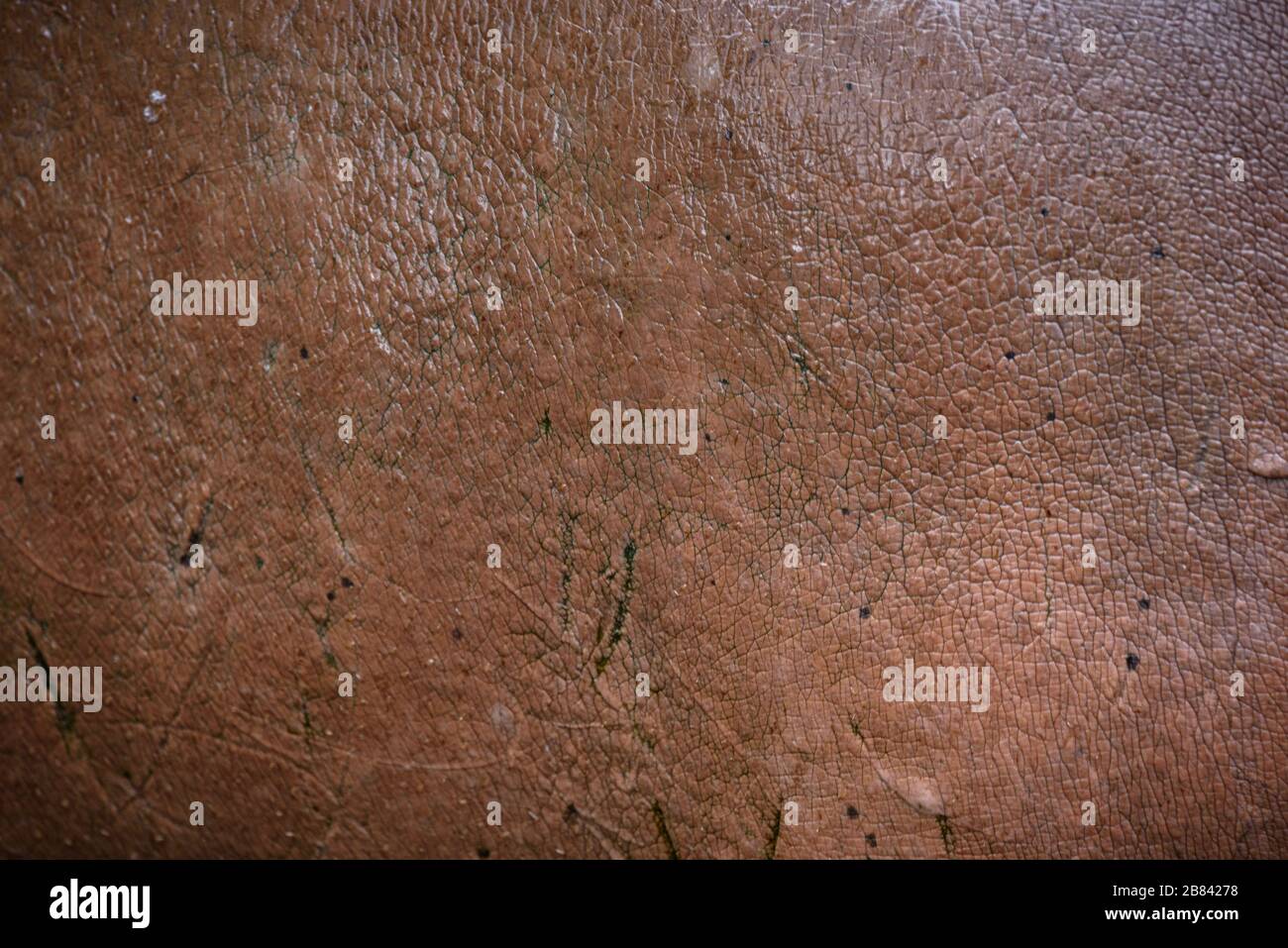 Hippo skin texture background, Hippopotamus Stock Photo - Alamy