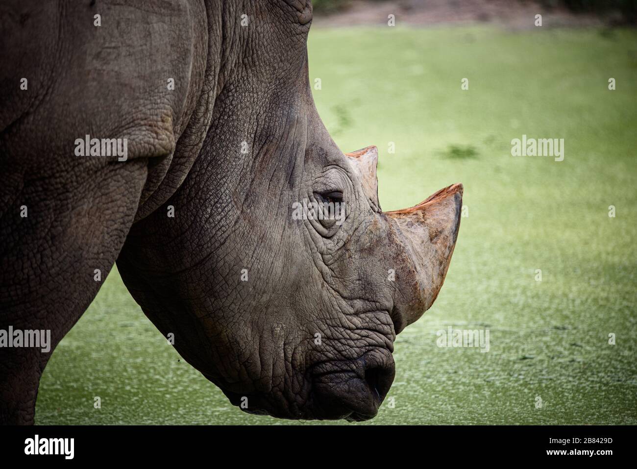 eye of rhino, rhino skin texture Stock Photo - Alamy