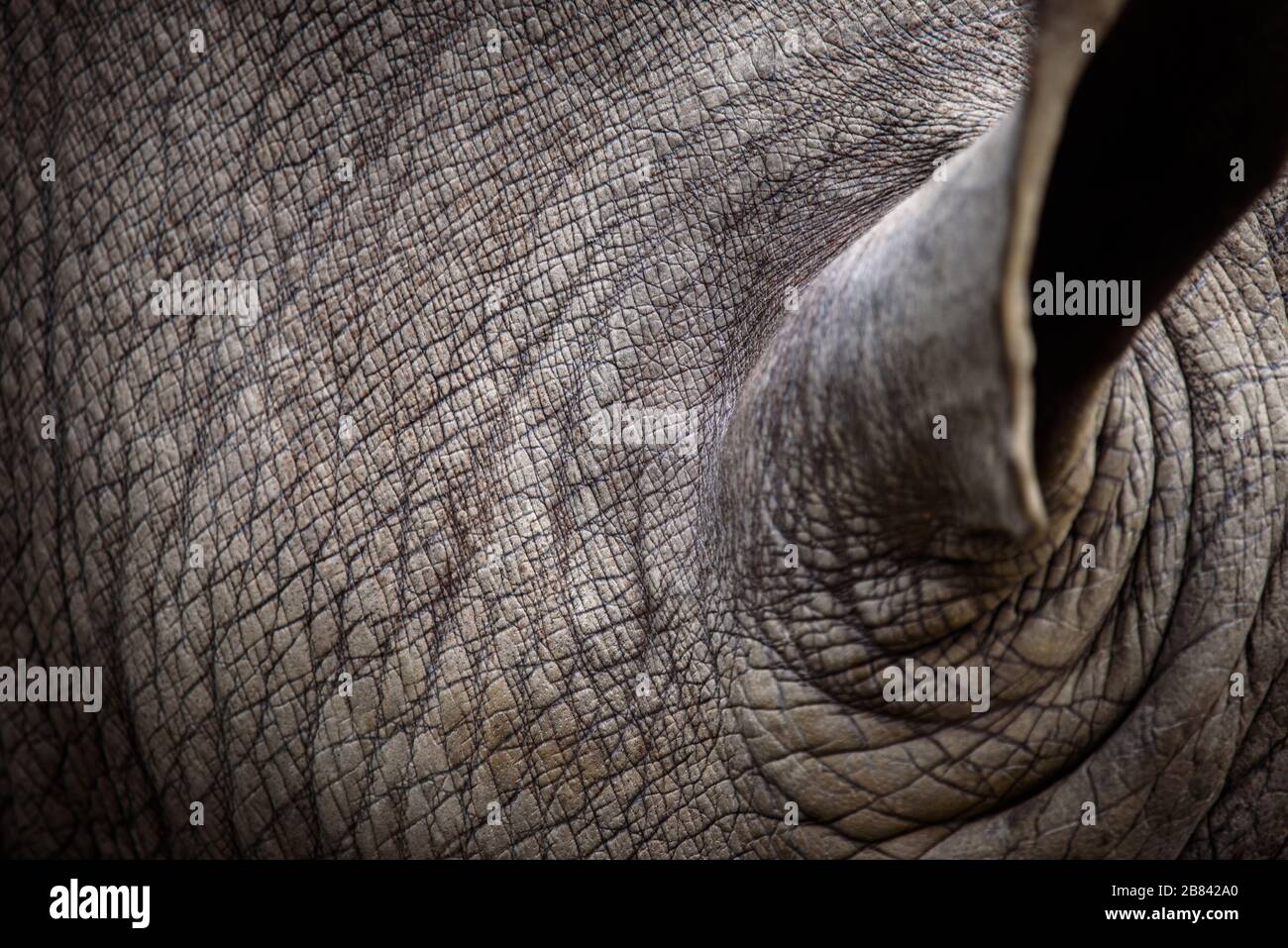 rhino skin, texture of rhino skin for background Stock Photo - Alamy