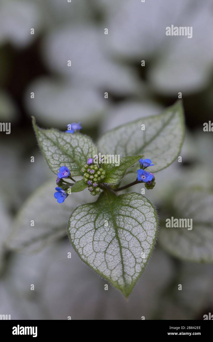 Brunnera flowering hi-res stock photography and images - Alamy