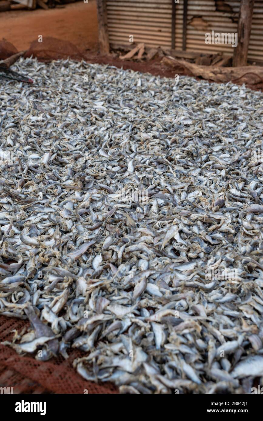Drying fish. The floating village of Kampong Phluk, Cambodia Stock ...