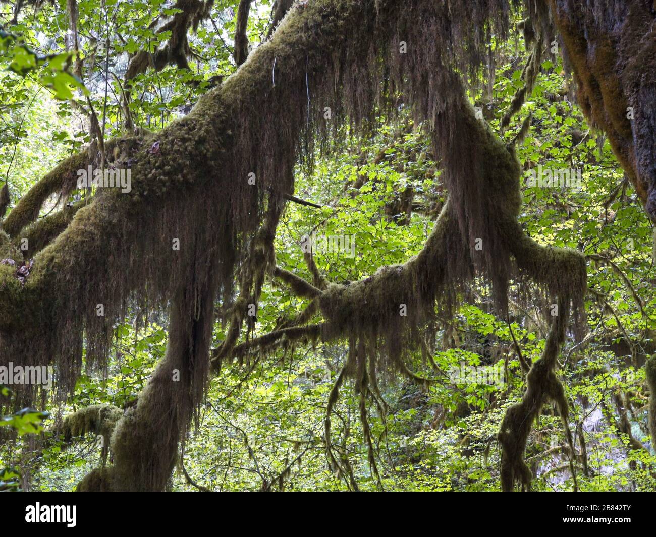 a large moss covered bigleaf maple tree branch at hoh rainforest in the ...