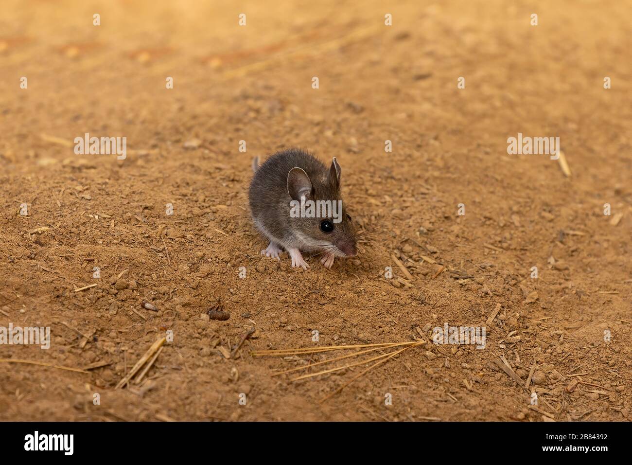 Mouse. The deer mouse is a rodent native to North America Stock Photo ...