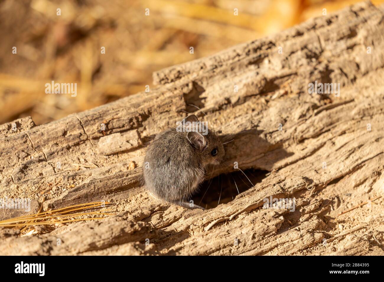 Mouse. The deer mouse is a rodent native to North America Stock Photo ...