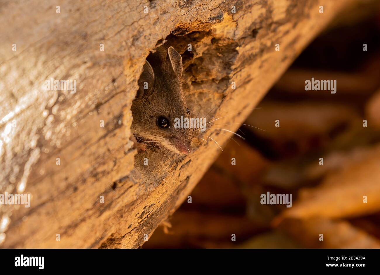 Mouse. The deer mouse is a rodent native to North America Stock Photo ...