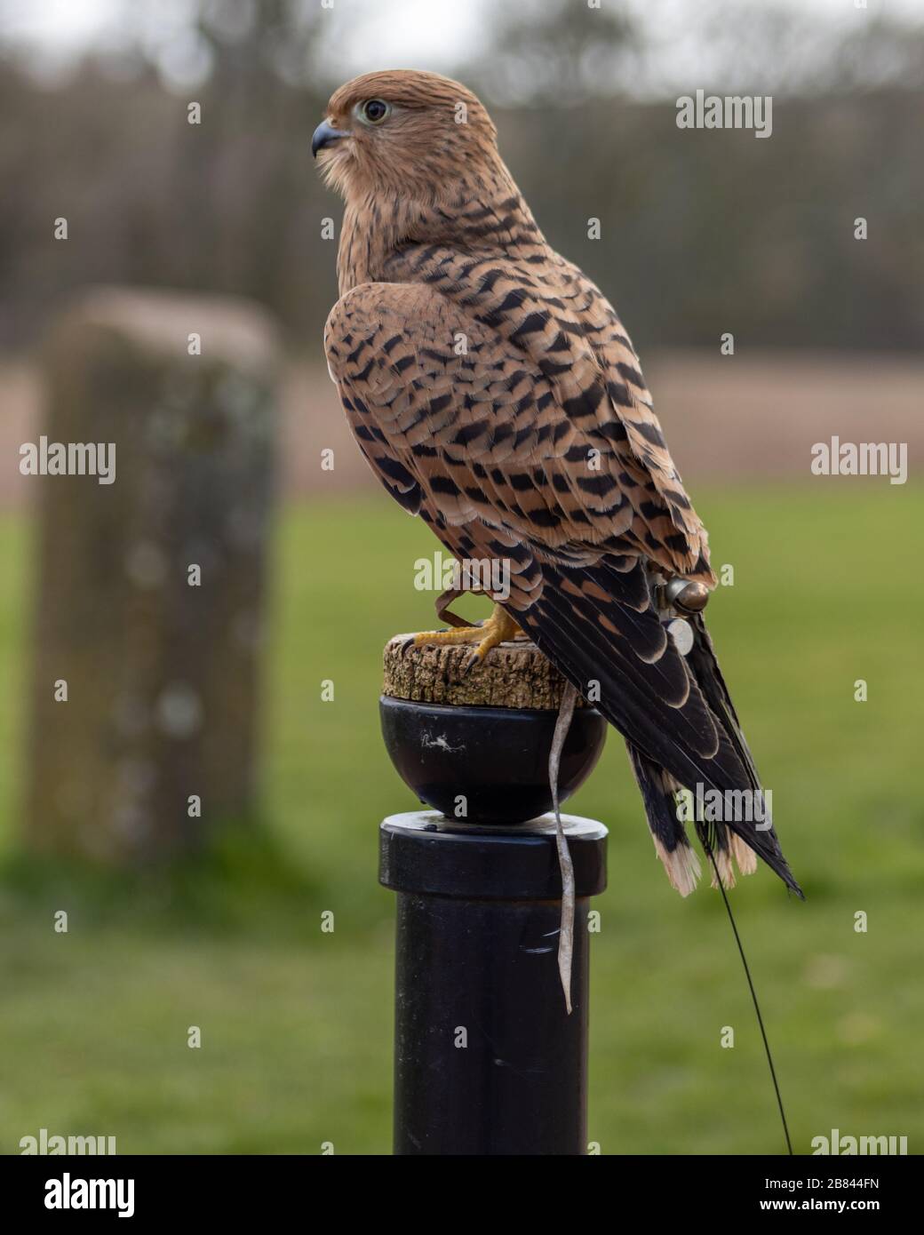 Symbol of the rspb hi-res stock photography and images - Alamy