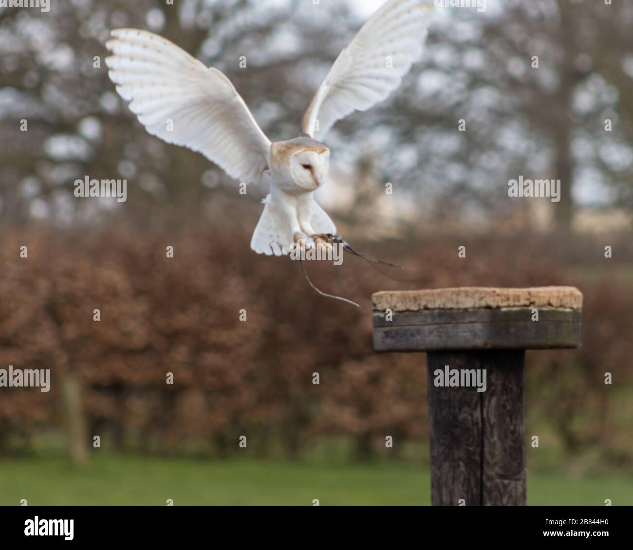 Barn Owl Colours High Resolution Stock Photography and Images - Alamy