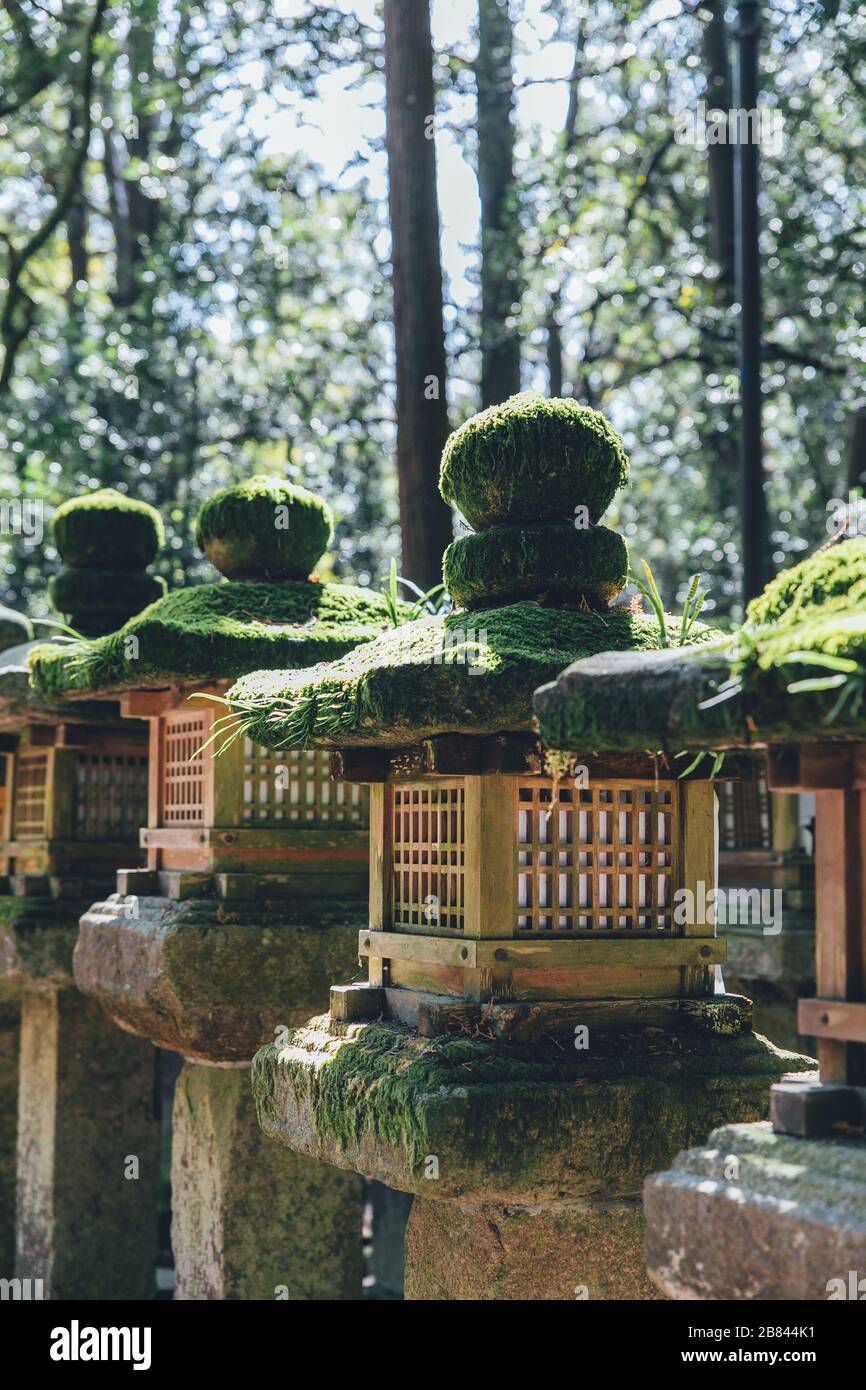 Lanterns with moss near the shrine in Japan Stock Photo - Alamy