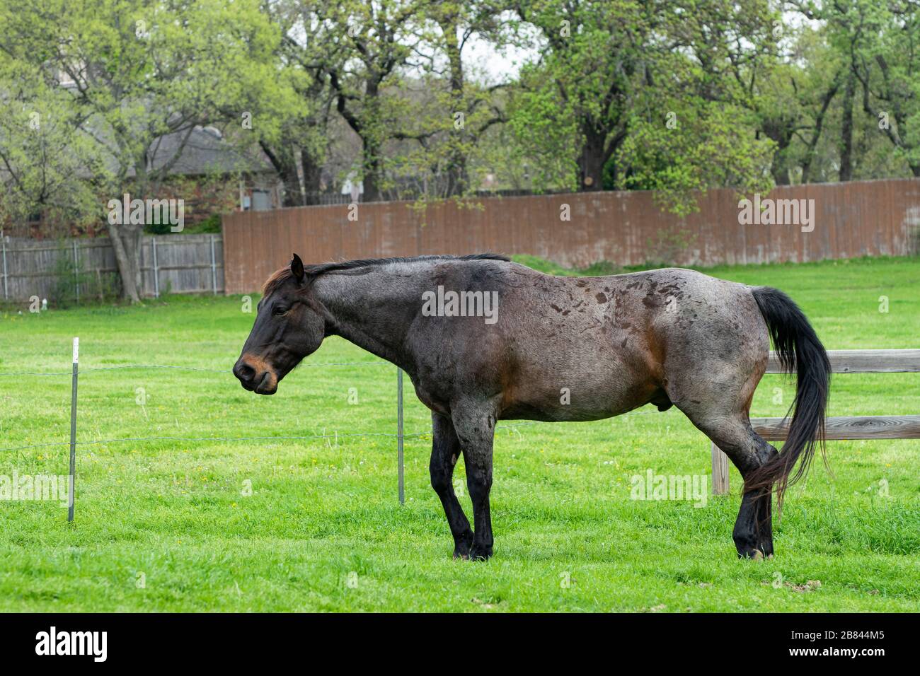Dark brown trees hi-res stock photography and images - Alamy