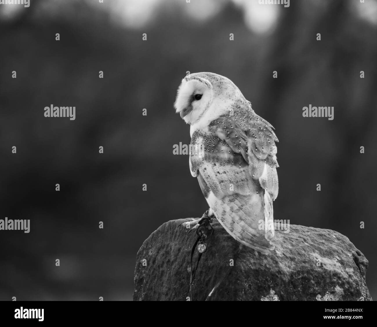 Condor feeding Black and White Stock Photos & Images - Alamy